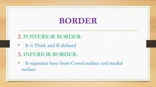 Anatomy of Lungs | PPTX