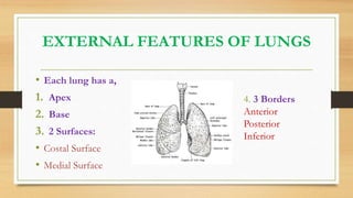 Anatomy of Lungs | PPTX