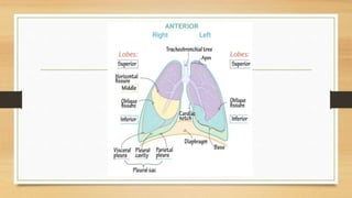 Anatomy of Lungs | PPTX