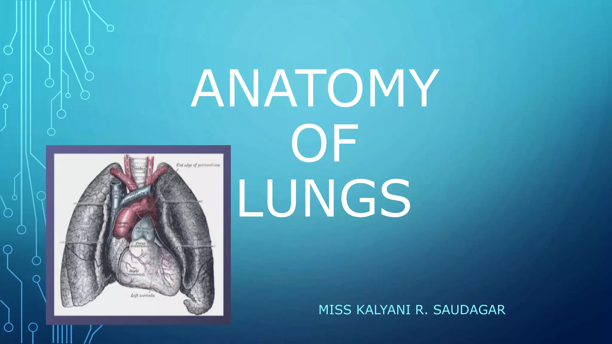 Lungs | PPTX