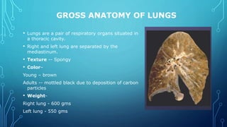 Lungs | PPTX