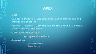 Lungs | PPTX
