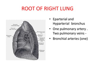 Lungs.pptx
