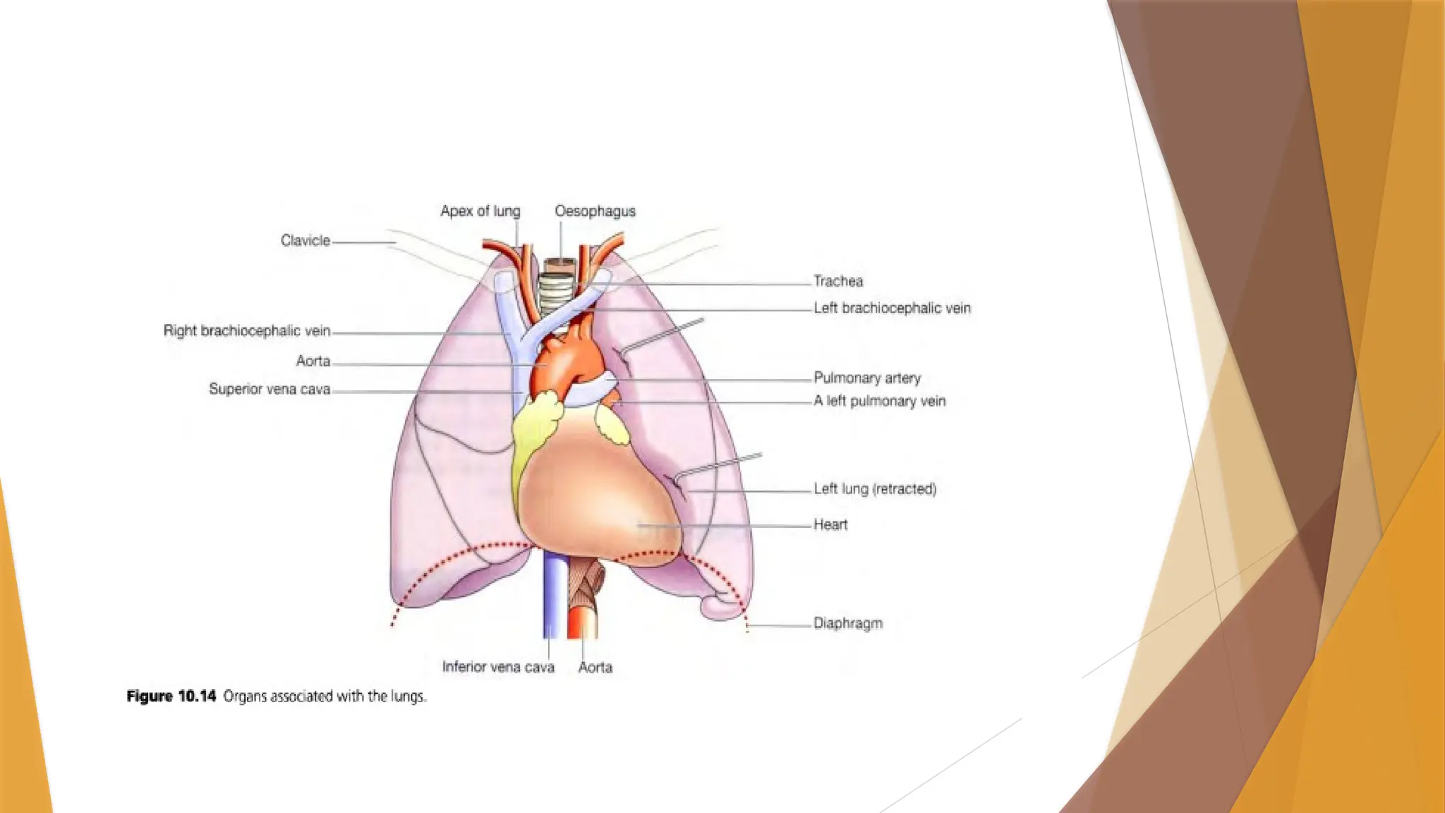 LUNGS, repiratory system, breathing and respiration | PPTX