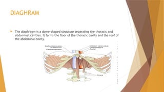LUNGS, repiratory system, breathing and respiration | PPTX