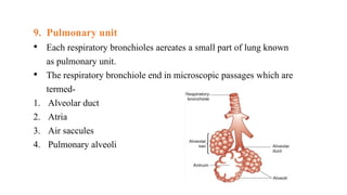 The lungs respiration ppt lungs description | PDF