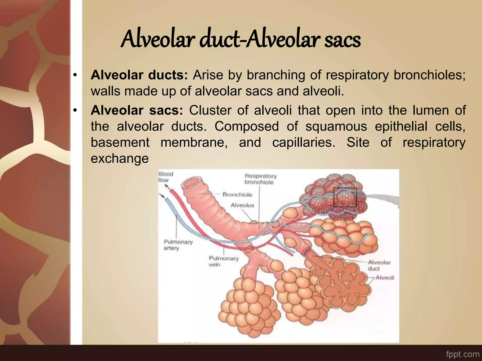 Lungs -Histology | PPTX