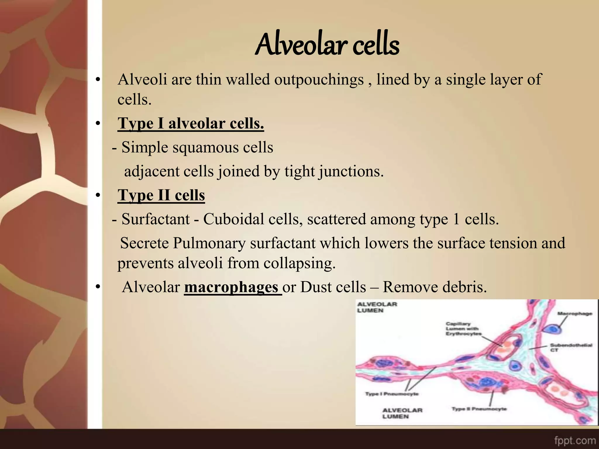 Lungs -Histology | PPTX