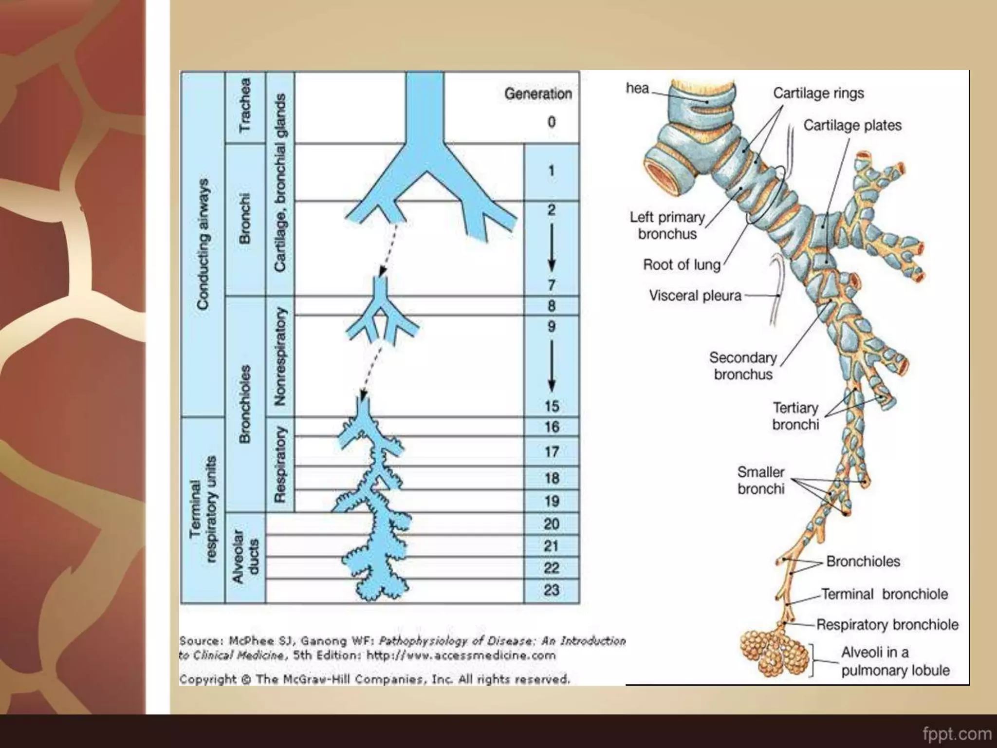 Lungs -Histology | PPTX