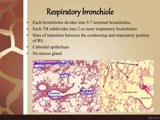 Lungs -Histology | PPTX