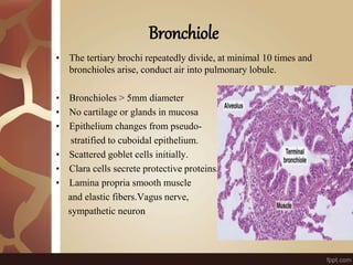 Tertiary Bronchi Histology
