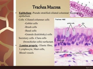Trachea Slide Goblet Cells