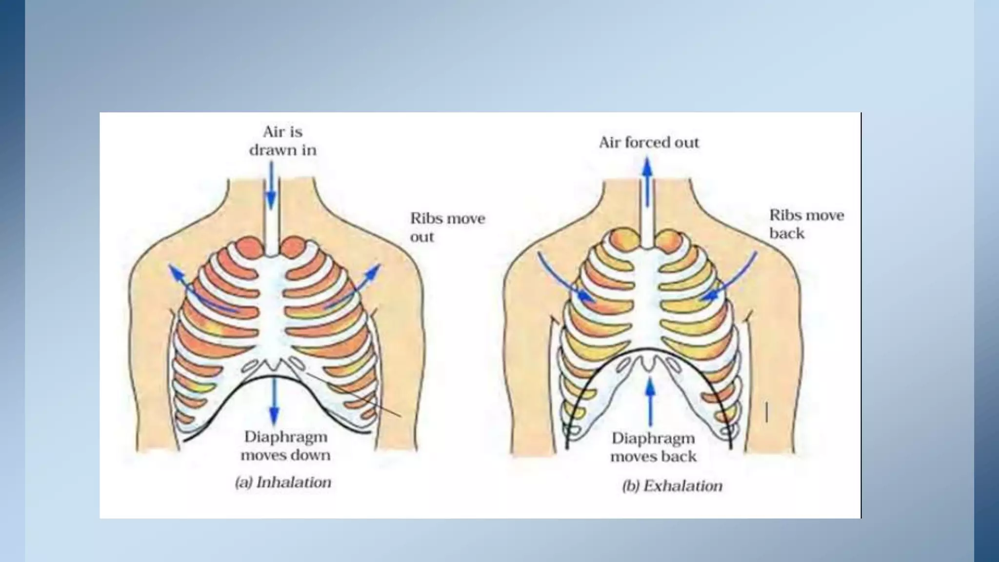 The Lungs mechanism of inhalation and exhalation | PPTX