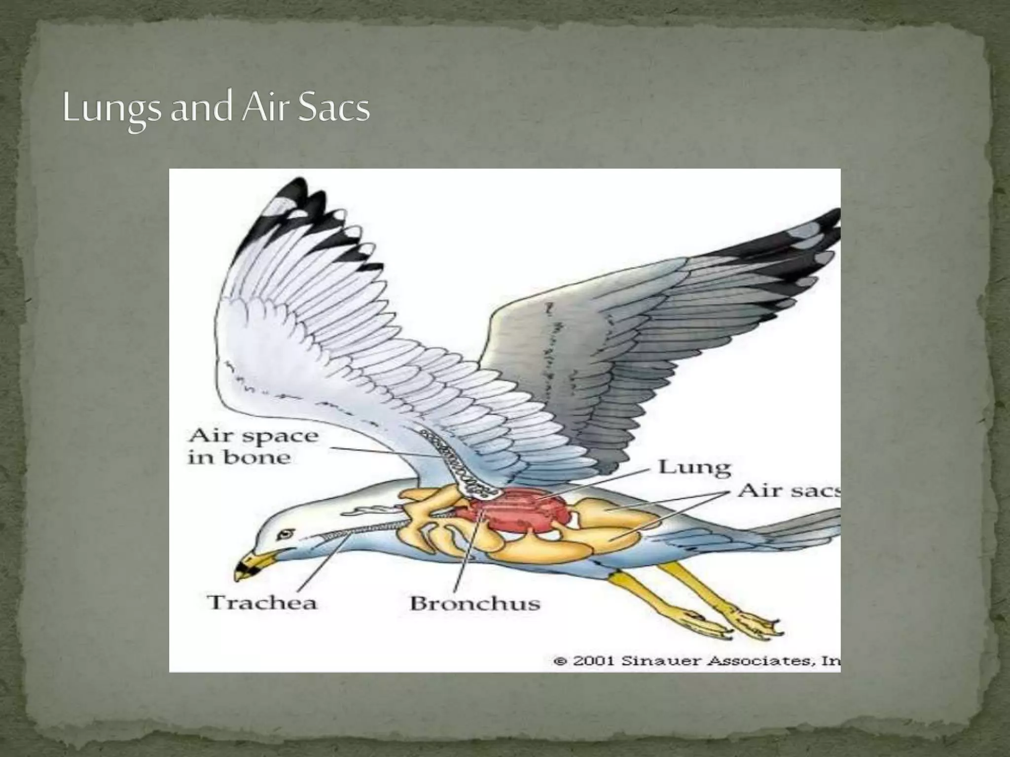 Lungs and Air Sacs in Birds | PPTX