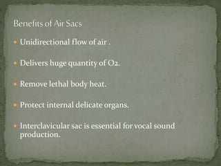 Lungs and Air Sacs in Birds | PPTX