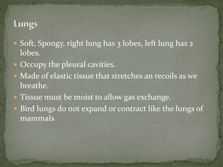 Lungs and Air Sacs in Birds | PPTX