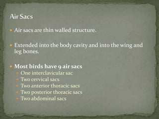 Lungs and Air Sacs in Birds | PPTX