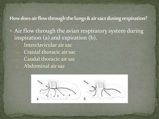 Lungs and Air Sacs in Birds | PPTX
