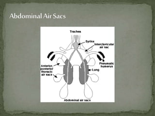 Lungs and Air Sacs in Birds | PPTX