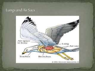 Lungs and Air Sacs in Birds | PPT