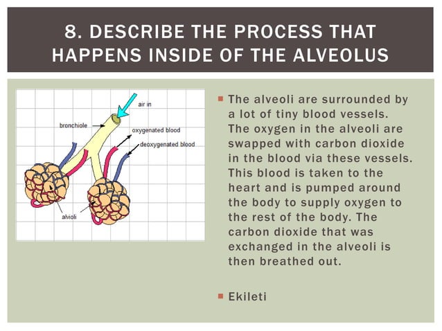 Lungs alveolus | PPT
