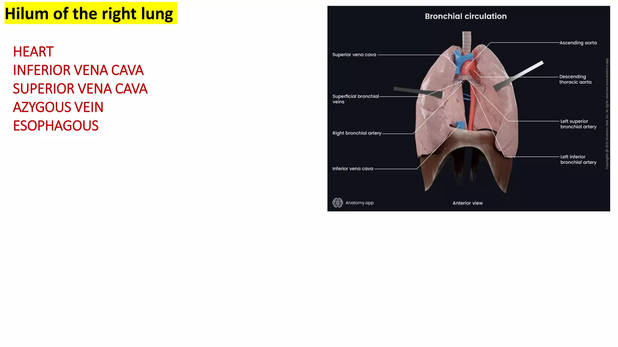 LUNGS ANATOMY AND ITS CLINICAL ASPECTS.pptx