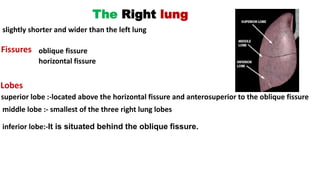 LUNGS ANATOMY AND ITS CLINICAL ASPECTS.pptx