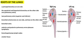 LUNGS ANATOMY AND ITS CLINICAL ASPECTS.pptx
