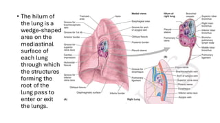 cardiovascularrLungs and its pleural.pdf