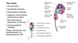 cardiovascularrLungs and its pleural.pdf