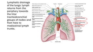 cardiovascularrLungs and its pleural.pdf