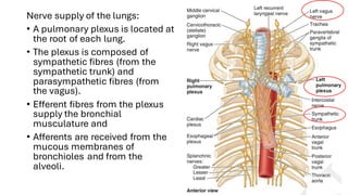 cardiovascularrLungs and its pleural.pdf