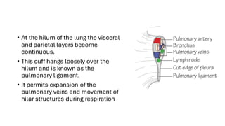 cardiovascularrLungs and its pleural.pdf