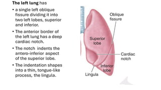 cardiovascularrLungs and its pleural.pdf