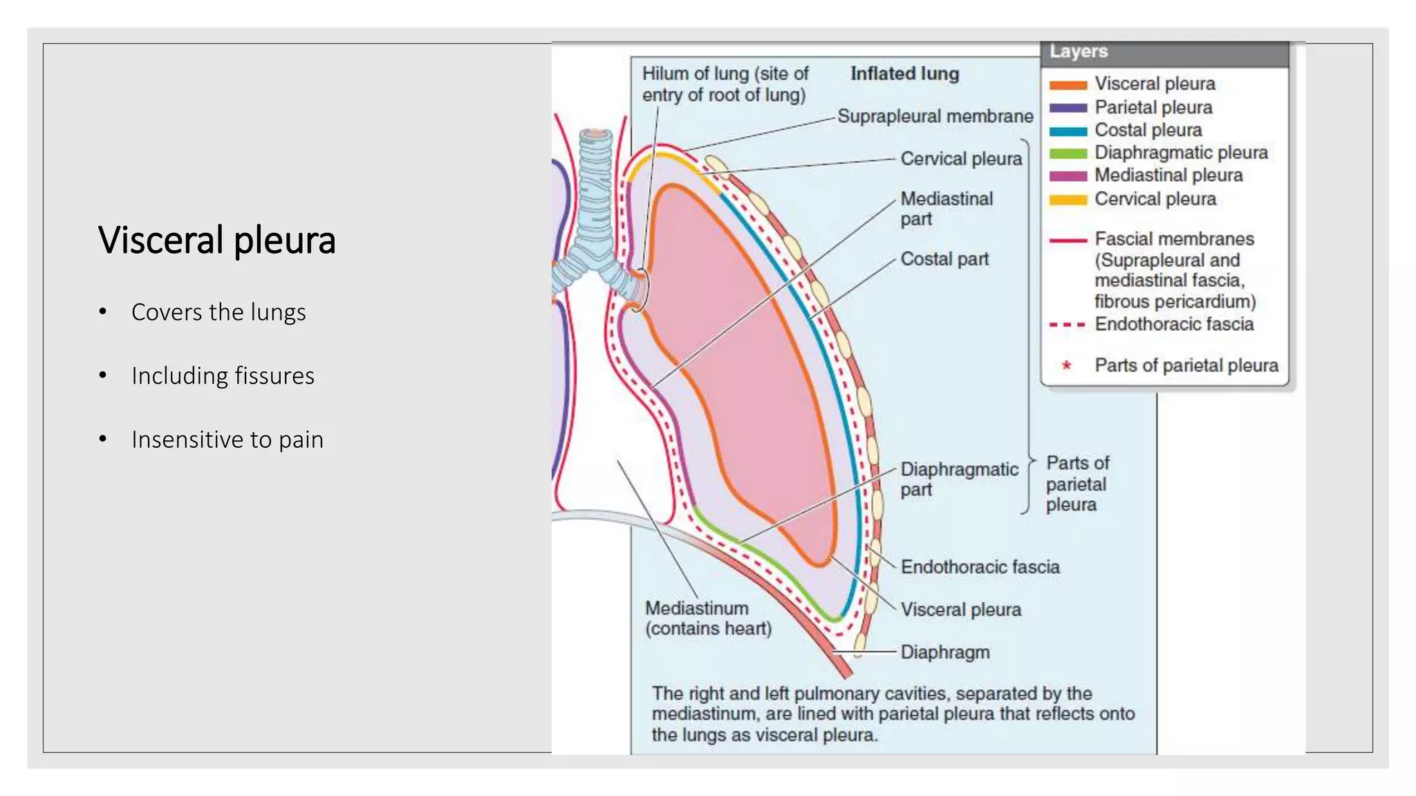 Lungs and Pleura.pptx