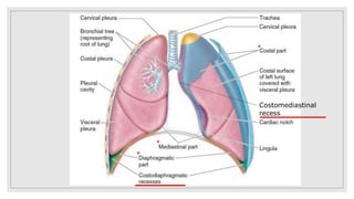 Lungs and Pleura.pptx