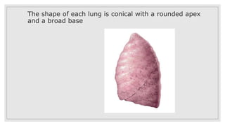 Lungs and Pleura.pptx