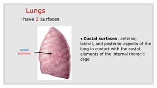Lungs and Pleura.pptx