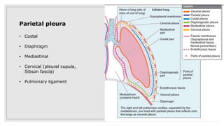 Cupula Of Lung