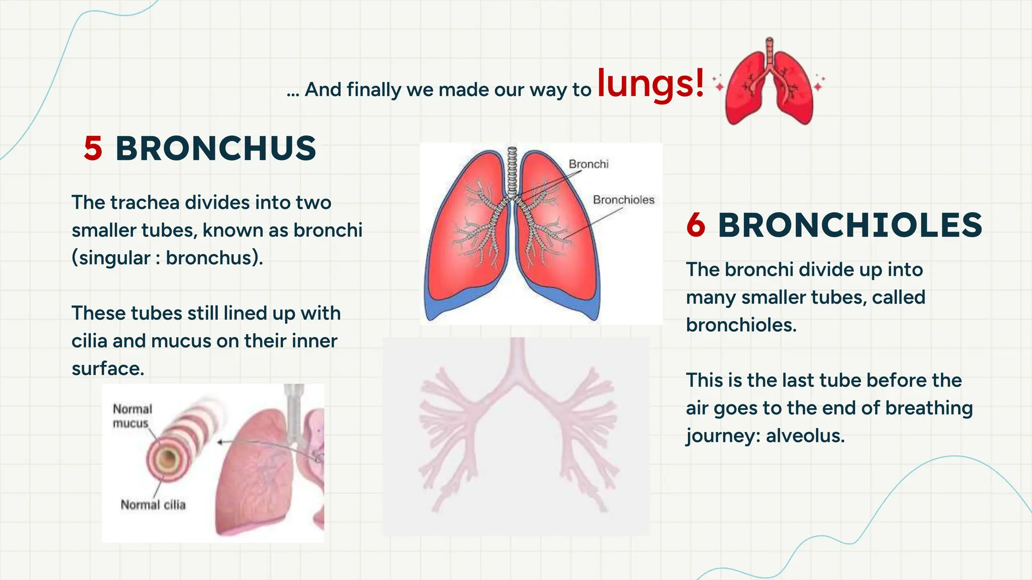 Lungs and Respiratory System for Lower Secondary Grade 7 | PPTX