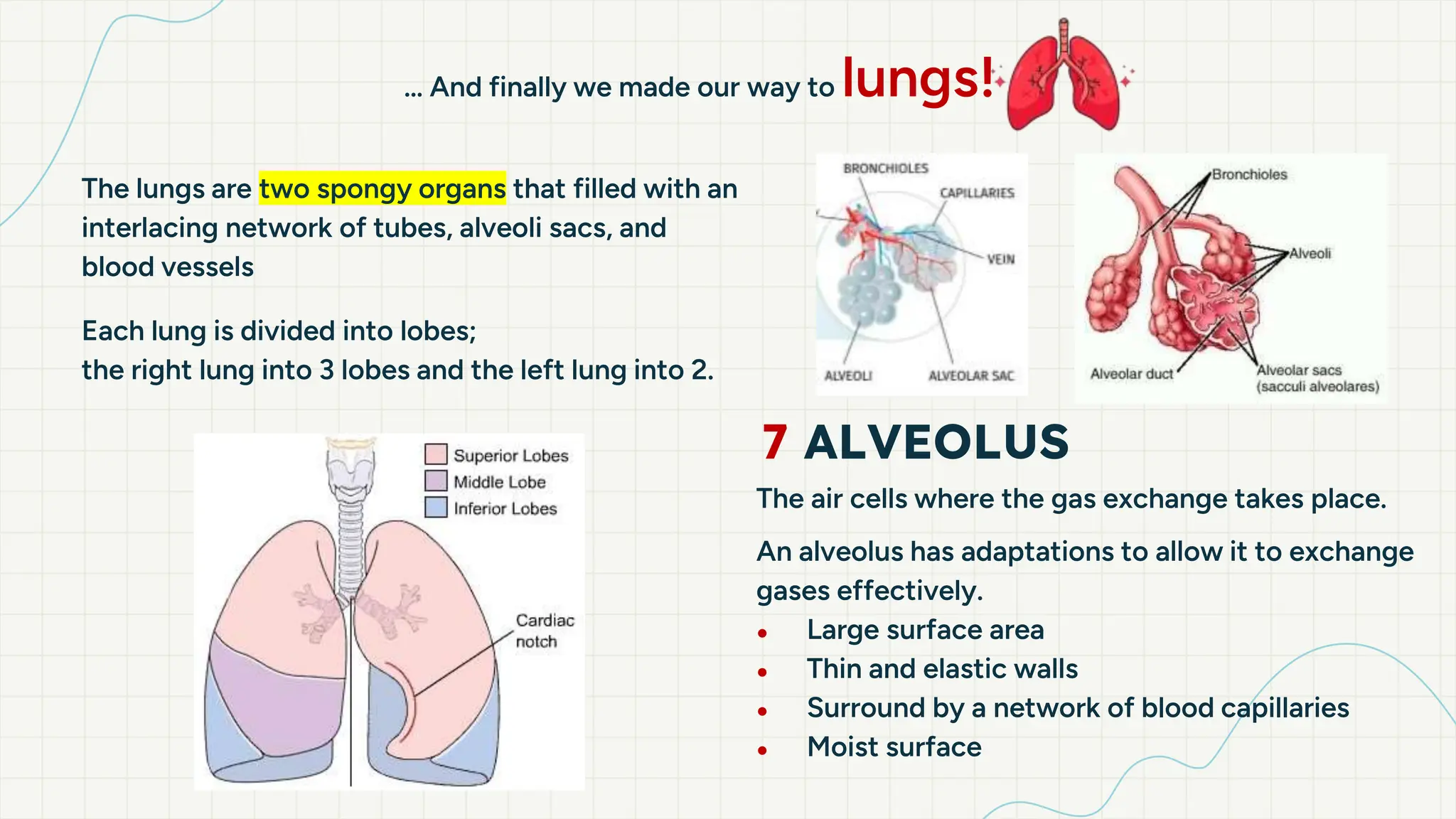 Lungs and Respiratory System for Lower Secondary Grade 7 | PPTX
