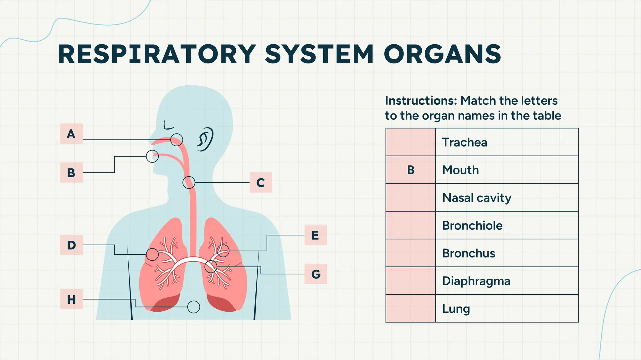 Lungs and Respiratory System for Lower Secondary Grade 7 | PPTX