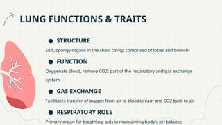 Lungs & Respiratory System (RIT): Mechanics of Breathing and Gas ...