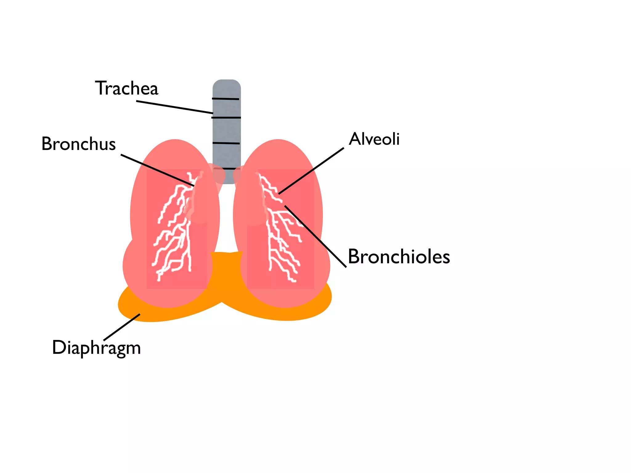 Lungs breathing animation | KEY | Computer Animation | Computer ...