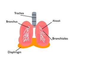 Lungs breathing animation | PPT