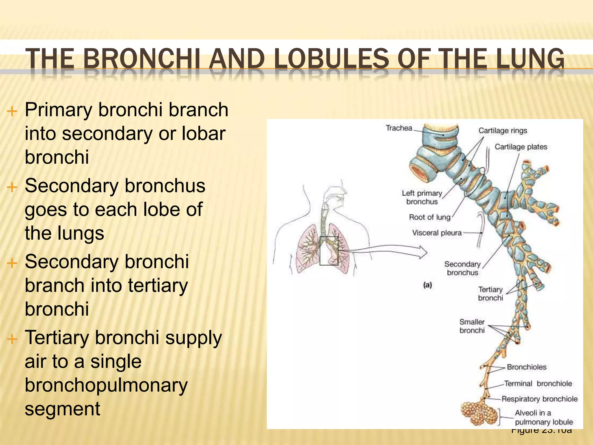 Lungs & bronchopulmonary segments | PPTX