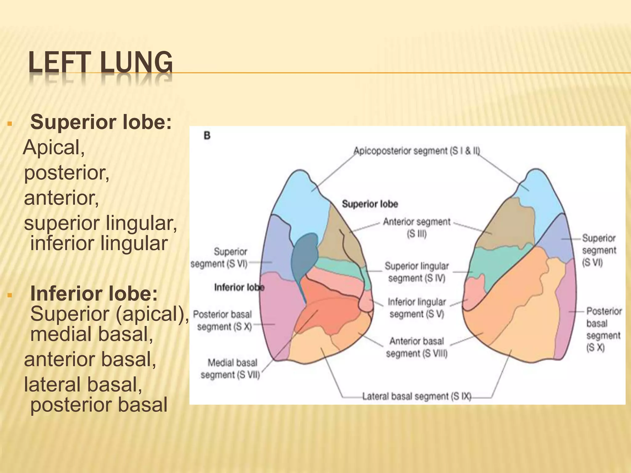 Lungs & bronchopulmonary segments | PPTX