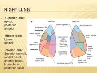 Lungs & bronchopulmonary segments | PPTX