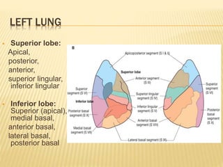 Lungs & bronchopulmonary segments | PPTX