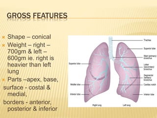 Lungs & bronchopulmonary segments | PPTX